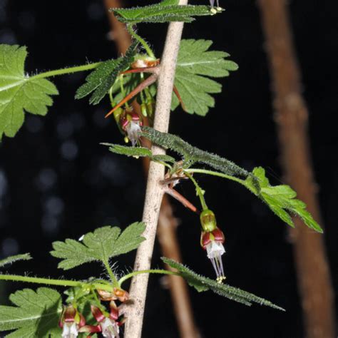 Wild Black Gooseberry Ribes Divaricatum Plant Care And How To Grow Water