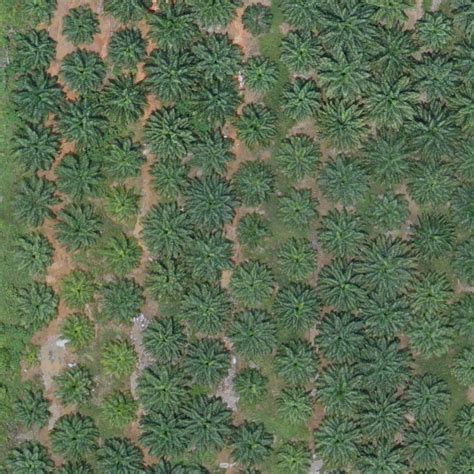 New Oil Palm Detection Object Detection Dataset By Rio Bastian