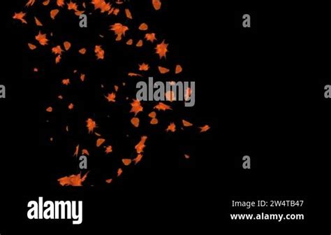 Leaf Fall Animation With Wind Autumn Maple Leaves Falling Loop 4k