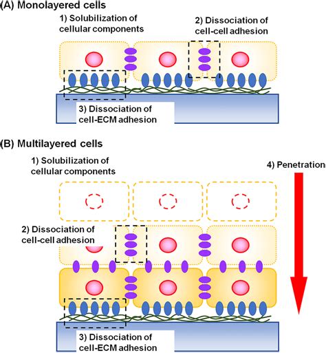 Possible Factors To Determine Decellularization Efficacy In The Case Of Download Scientific