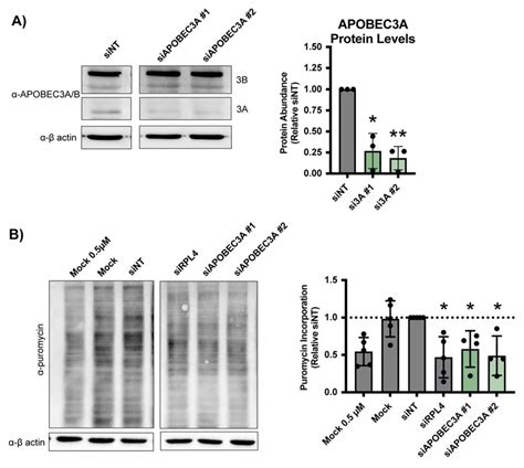 apobec3a sirna depletion agilent technologies bioz