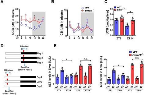 bmal1 ablation blunts the circadian rhythms of ucb and download