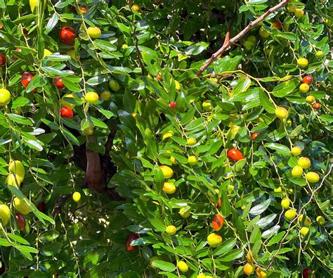 How To Grow A Jujube Tree Expert Growing Tips Homes And Gardens