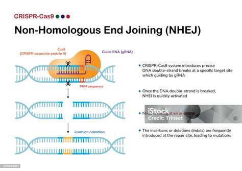 overview of nonhomologous end joining in crisprcas9 gene editing stock