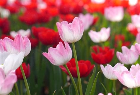 Tulipa First Class Tulip First Class 5 Bulbs Garden Seeds Market