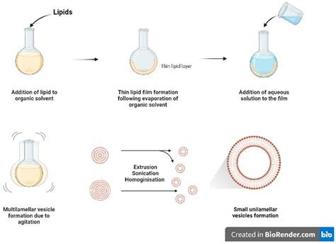 Insights Into Asymmetric Liposomes As A Potential Intervention For Drug Delivery Including
