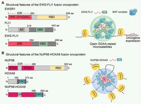 Gained Llps Of Fusion Oncoproteins Drive Oncogenes Overactivation The Download Scientific