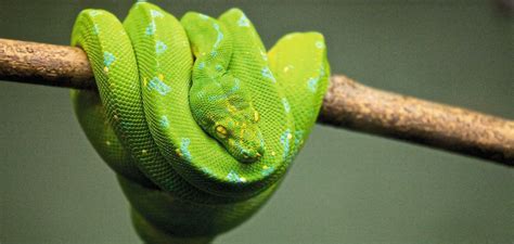 Python Bibliothek Soll Ki Entwicklung Vereinfachen