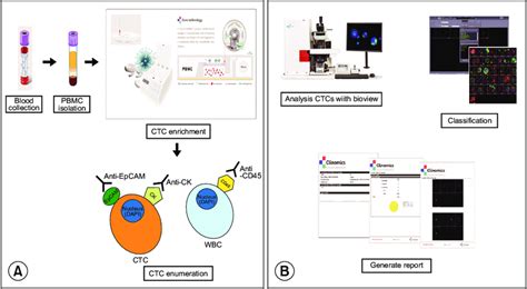Workflow Of Circulating Tumor Cell Ctc Enrichment And Enumeration