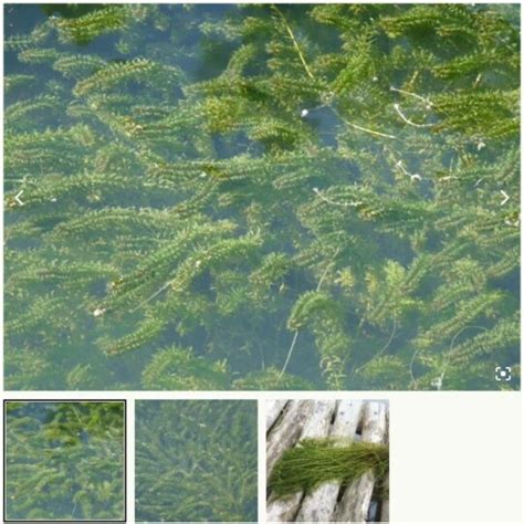 Piante Ossigenanti Sommerse Nel Laghetto Delleremo Elgram Broomgulf