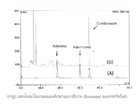 Adenosine And Cordycepin Quantification Service Using Hplc Technique