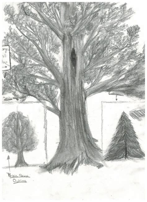 Drawing A Tree Techniques To Add Texture To Your Drawing Tree Drawing Tree Painting Drawings