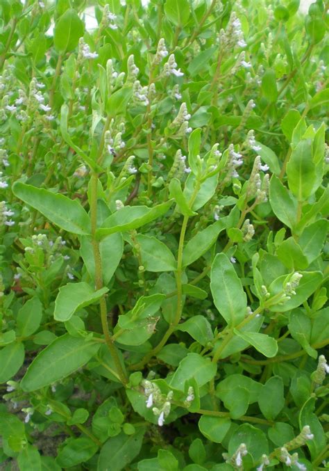 Macassá Erva De Qual Orixá Braincp