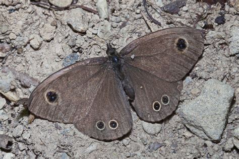 Photo 59618 Ypthima Argus