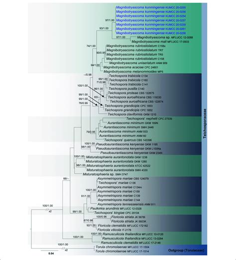 raxml tree based on a combined dataset of partial ssu lsu its