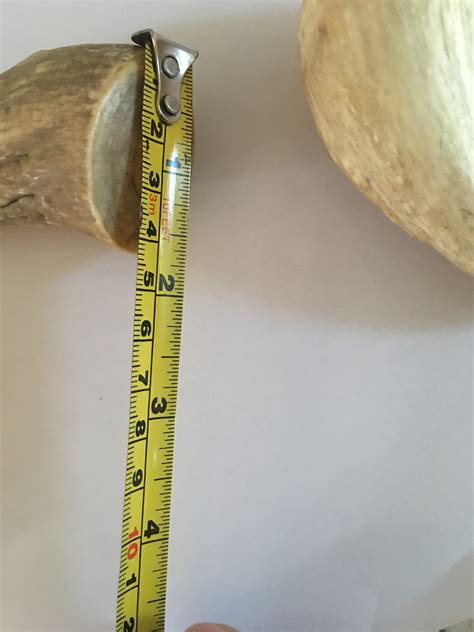 Anyone Know What These Are Page 2 Fossil Id The Fossil Forum