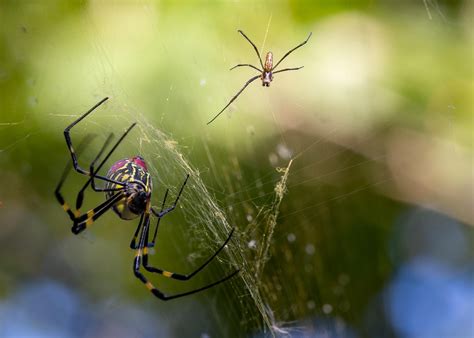 Beautiful Female Trichonephila Clavata Joro Spider With A Male This