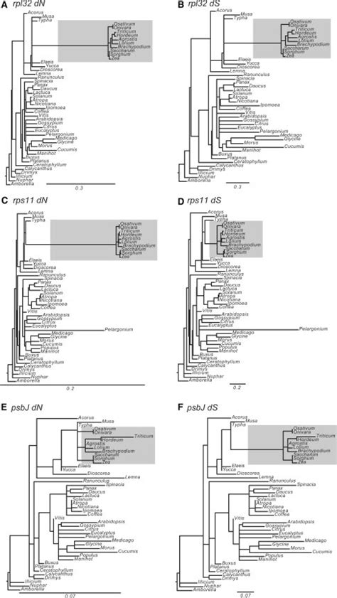 Sample Trees From Codeml Analyses Showing Rate Acceleration Dn Or Ds Download Scientific
