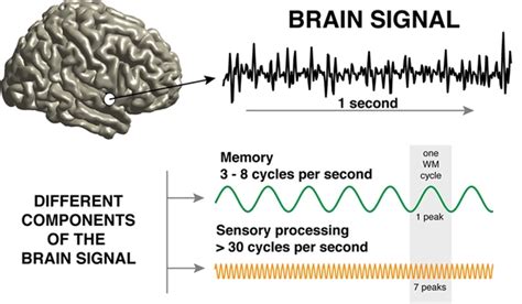 brain signals for improved memory performance have been identified