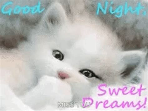 45 Furry Good Night Cat S Adorable Kitties To Wish You A Restful