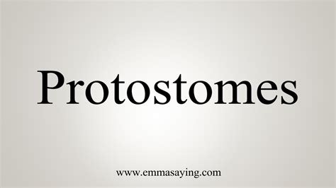 How To Say Protostomes Youtube