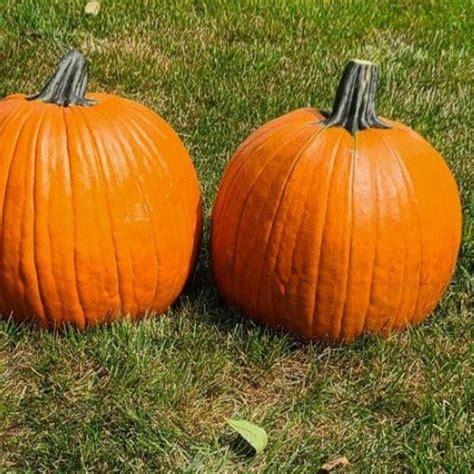 Tons Of Fun F1 Untreated Pumpkin Seeds Osborne Farm Seeds