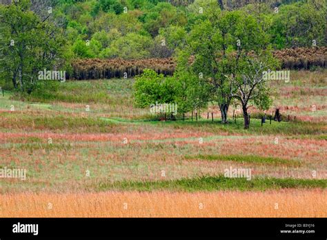 Grass Pattern Cades Cove Great Smoky Mountains National Park Stock