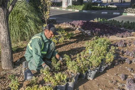 استقبال از پاییز با شکوفایی گل‌های داوودی در شهر کرج پایگاه خبری