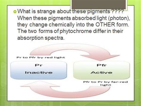 Phytochrome Structure And Function By Nour Deeb Pptx