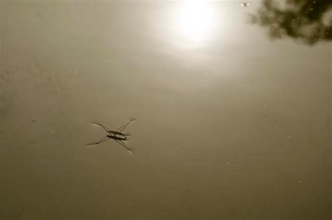 Fotos Gerridae 70 Fotos De Arquivo Grátis De Alta Qualidade