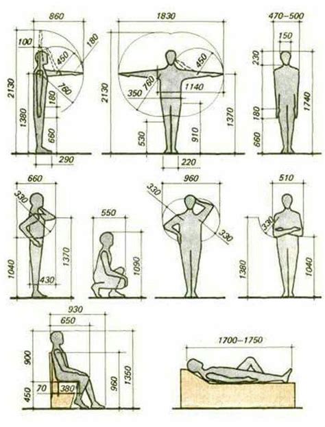 History And Basics Of Anthropometry Human Dimension Human Body Human