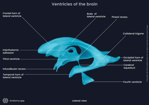 Brain Encyclopedia Anatomy App Learn Anatomy 3d Models