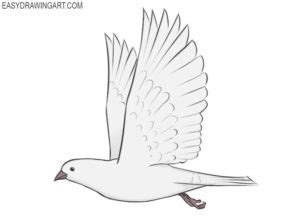 How To Draw A Dove Easy Drawing Art