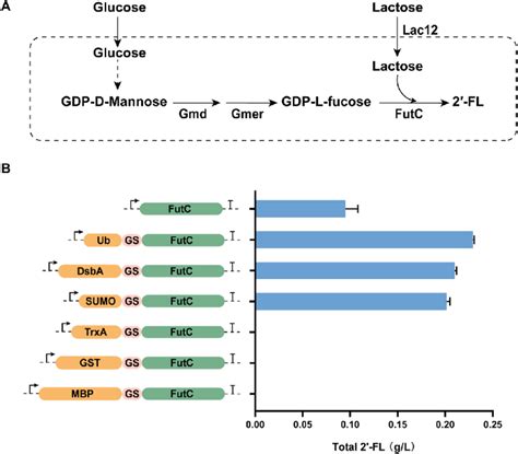 Effect Of Expression Of Futc Fused With Different Protein Tags On 2′ Fl Download Scientific