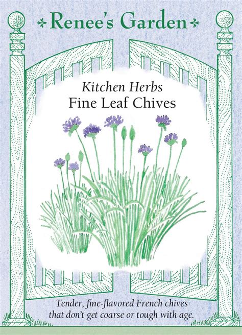 Buy The Best Ts Fine Leaf Chives For Dad Mom