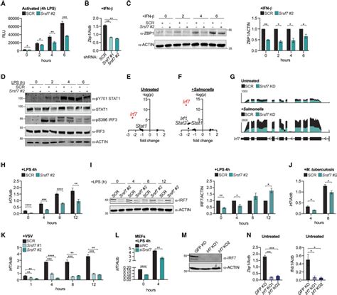 Serine Arginine Rich Splicing Factor 7 Promotes The Type I Interferon Response By Activating