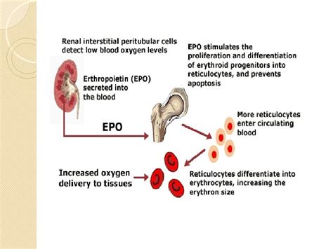 Cell Signaling Lecture 9 Jakstat Pathway The Jakstat