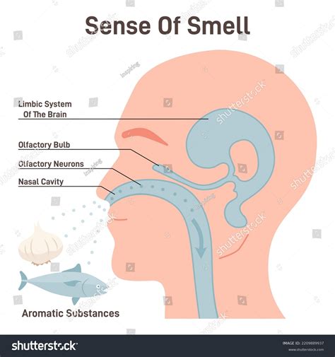 Olfactory Nerve To Limbic System Photos Images And Pictures Shutterstock