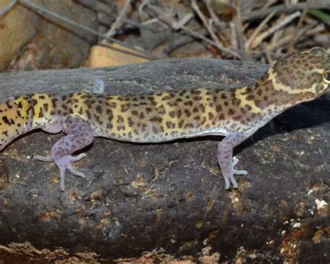 Western Banded Gecko Diet
