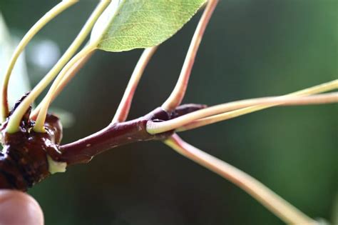 How To Propagate Pear Trees From Cuttings Farmhouse Blooms