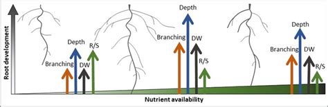 Root Development And Architectural Plasticity In Response To An