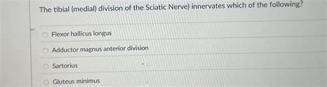 Solved The Tibial Medial ﻿division Of The Sciatic Nerve