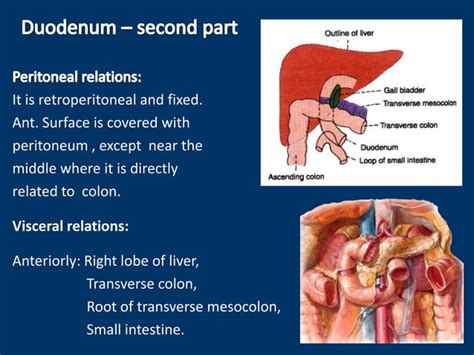 Anatomy Of Duodenum Duodenum Structure Ppt Of Duodenum Power Point