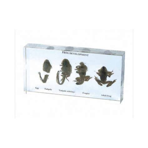 Specimen Of Frog Development Thakar Dass And Sons