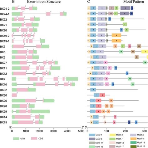 Phylogenetic Relationships Exon Intron Structures And Architecture Of Download Scientific
