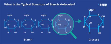 Starch Molecule Structure