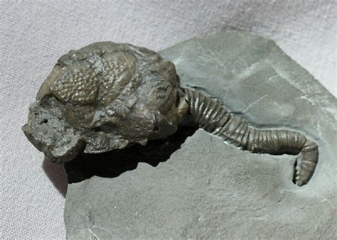 Calocystites Cystoid Fossil