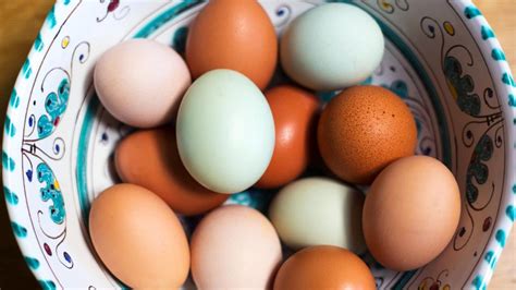 ¿existen Los Huevos Azules De Gallina ¿verdad O Mito