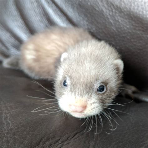 Ferret Kits The Holistic Ferret Forum