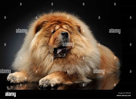 Black Chow Chow Lion Cut